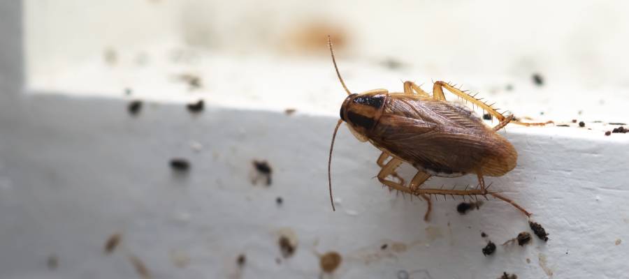 How to Get Rid of Roaches in Oklahoma Homes | Prevent Roaches