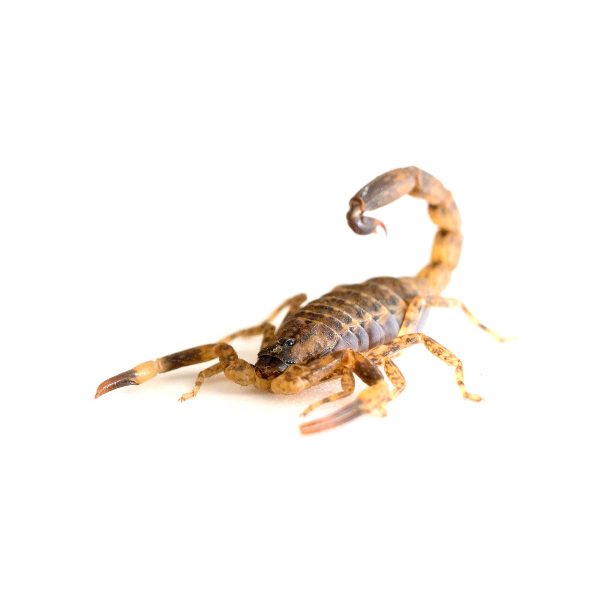 Pest Identification | Common Pests in Broken Arrow & Tulsa